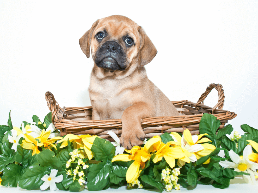 Puggle Dog Breed Information, Pictures, Characteristics & Facts ...