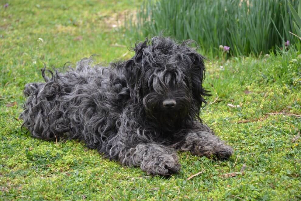 Puli Dog Breed Information, Pictures, Characteristics & Facts - Rested Paws