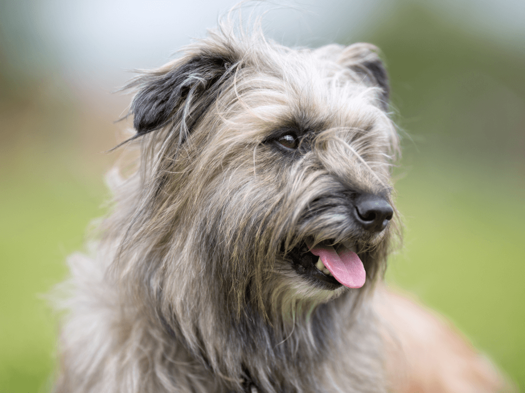 Pyrenean Shepherd Dog Breed Information, Pictures, Characteristics ...