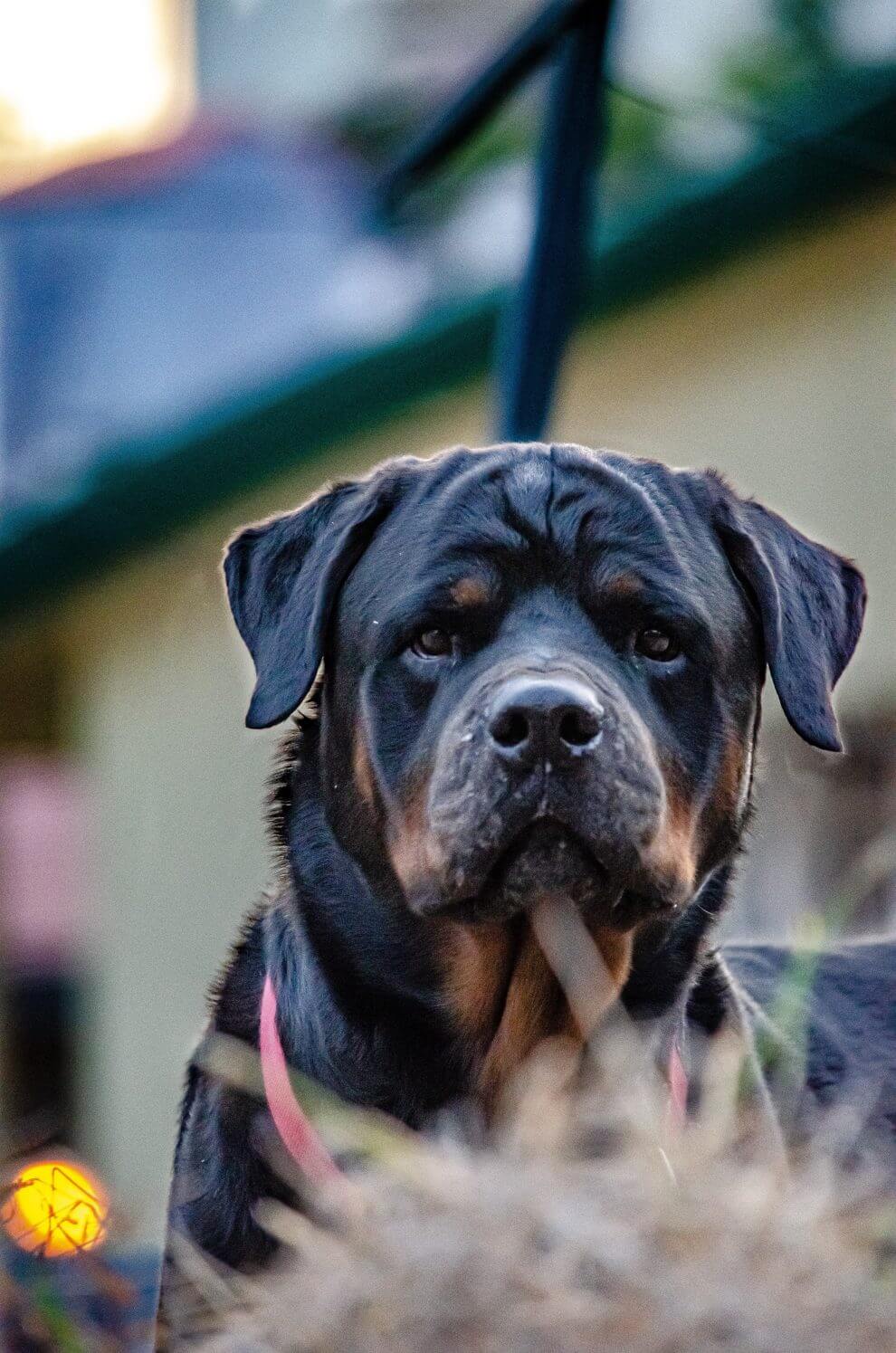 Rottweiler Dog Breed Information, Pictures, Characteristics & Facts ...