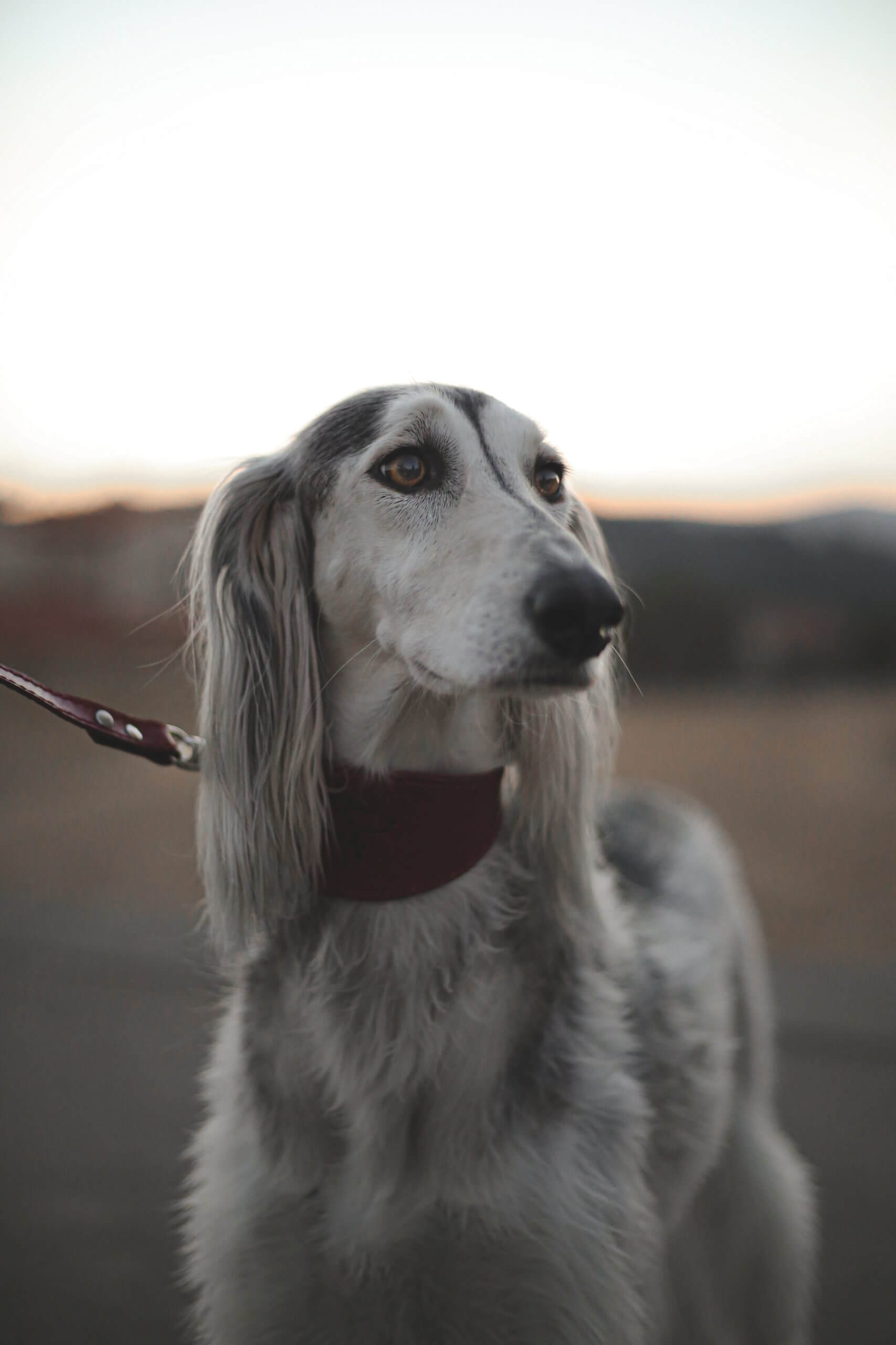 Saluki Dog Breed Information, Pictures, Characteristics, & Facts ...