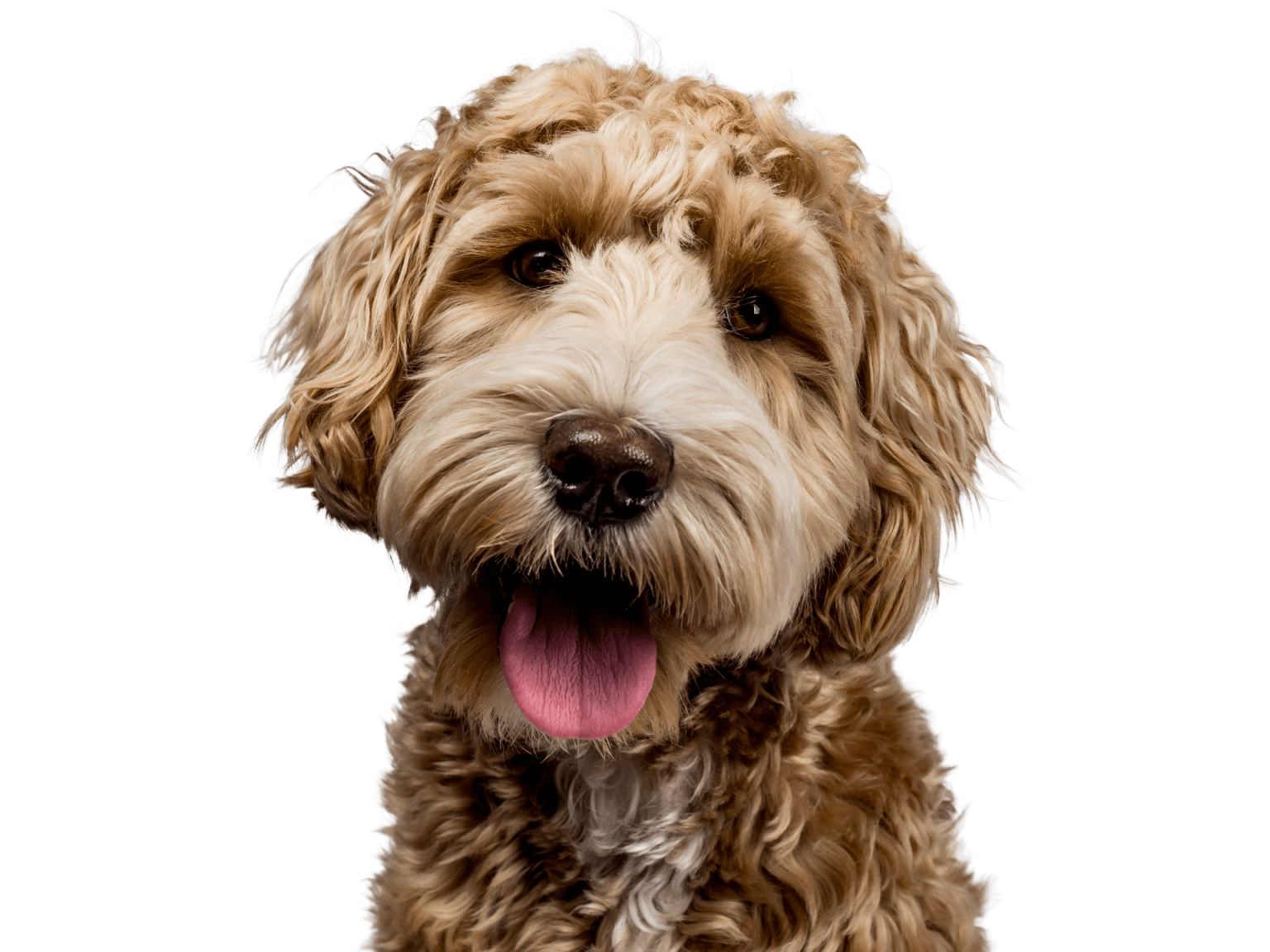 Scoodle Dog Breed Pictures, Characteristics, and Facts - Rested Paws