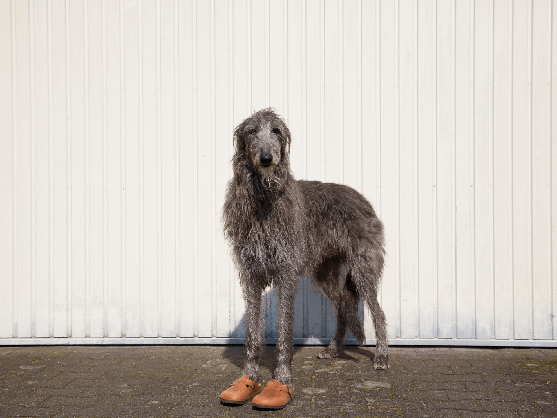 Scottish Deerhound Dog Breed Information, Pictures, Characteristics ...
