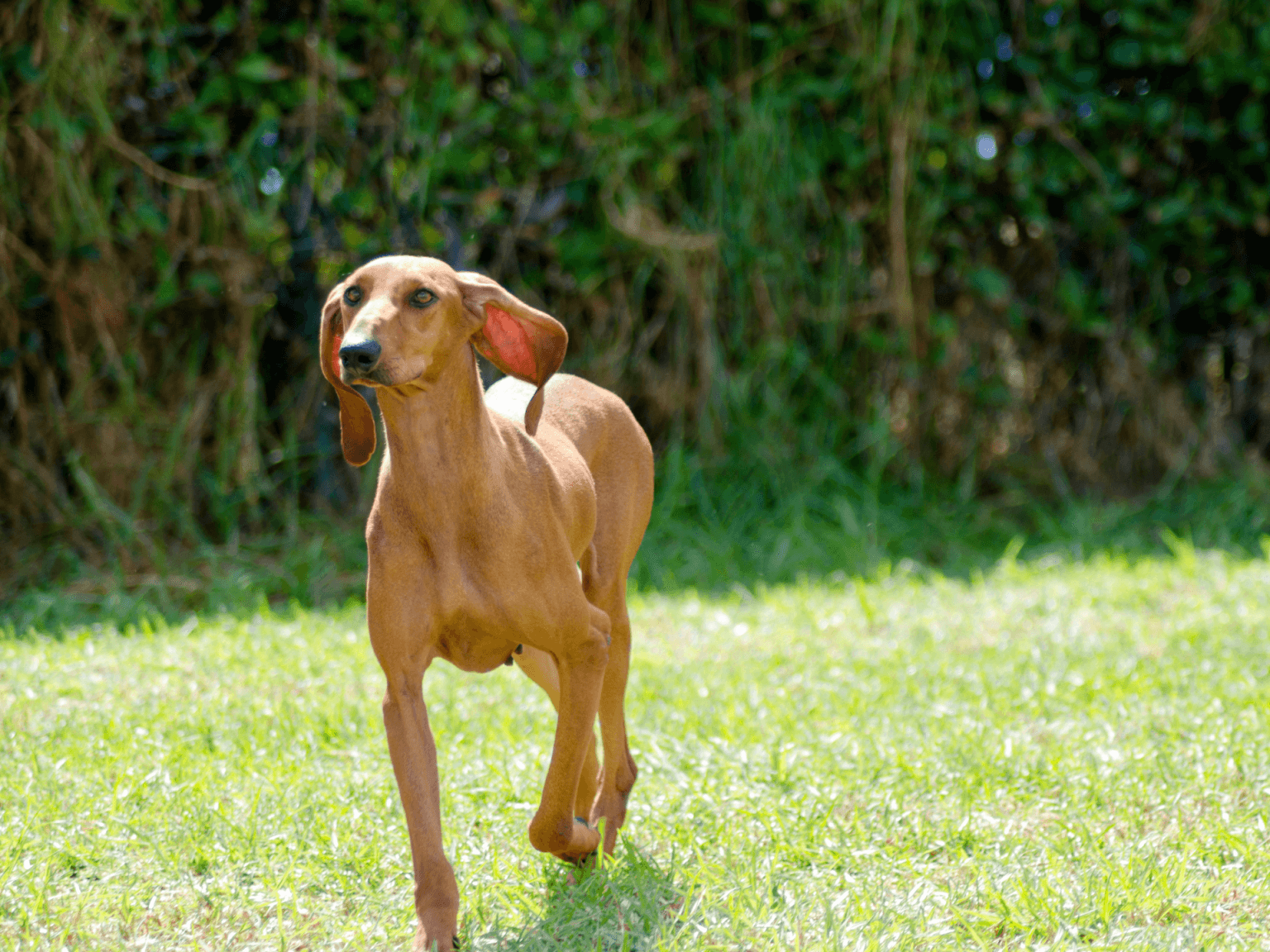 Segugio Italiano Dog Breed Pictures, Characteristics, & Facts - Rested Paws
