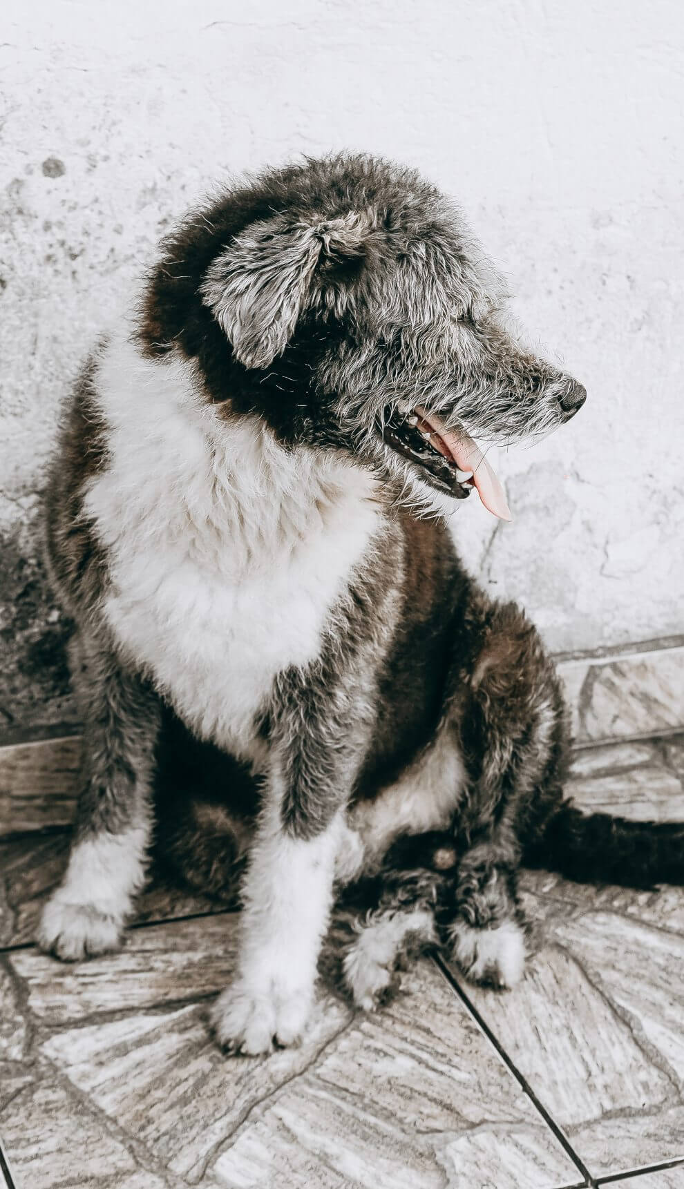 Shepsky Mixed Dog Breed Pictures, Characteristics, & Facts - Rested Paws