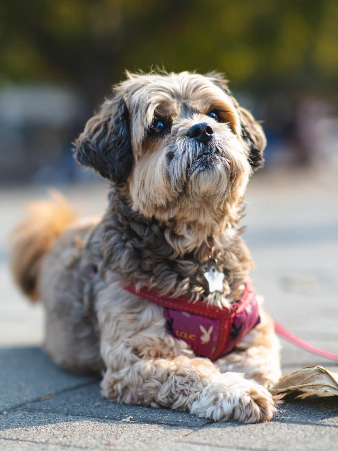 Shih-Poo Mixed Dog Breed Pictures, Characteristics, & Facts - Rested Paws