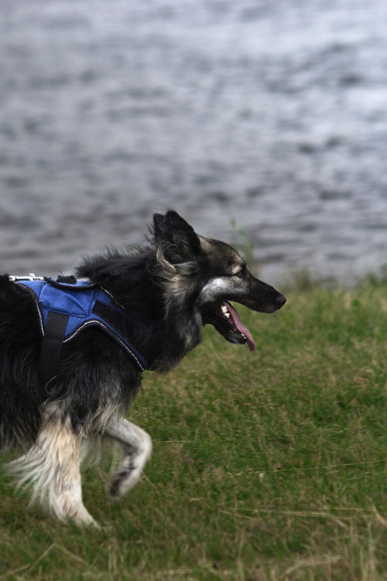 Shiloh Shepherd Dog Breed Pictures, Characteristics, & Facts - Rested Paws