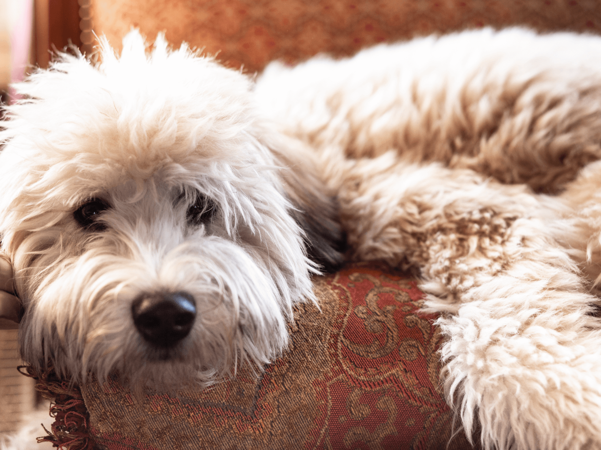 Soft Coated Wheaten Terrier Dog Breed Information, Pictures ...