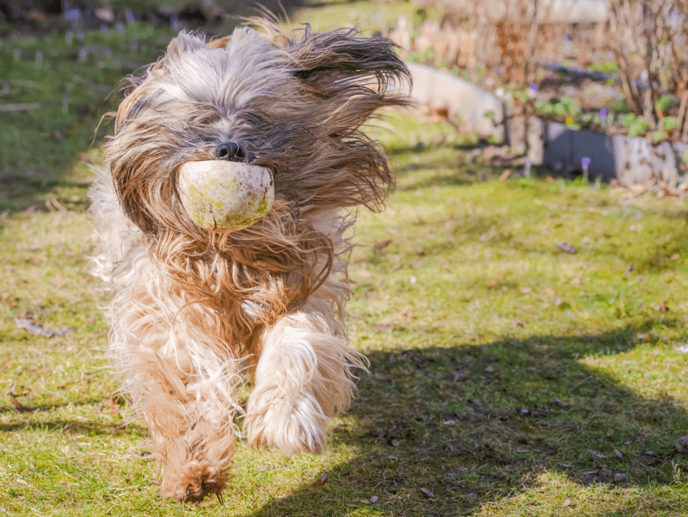 Tibetan Terrier Dog Breed Information, Pictures, Characteristics ...