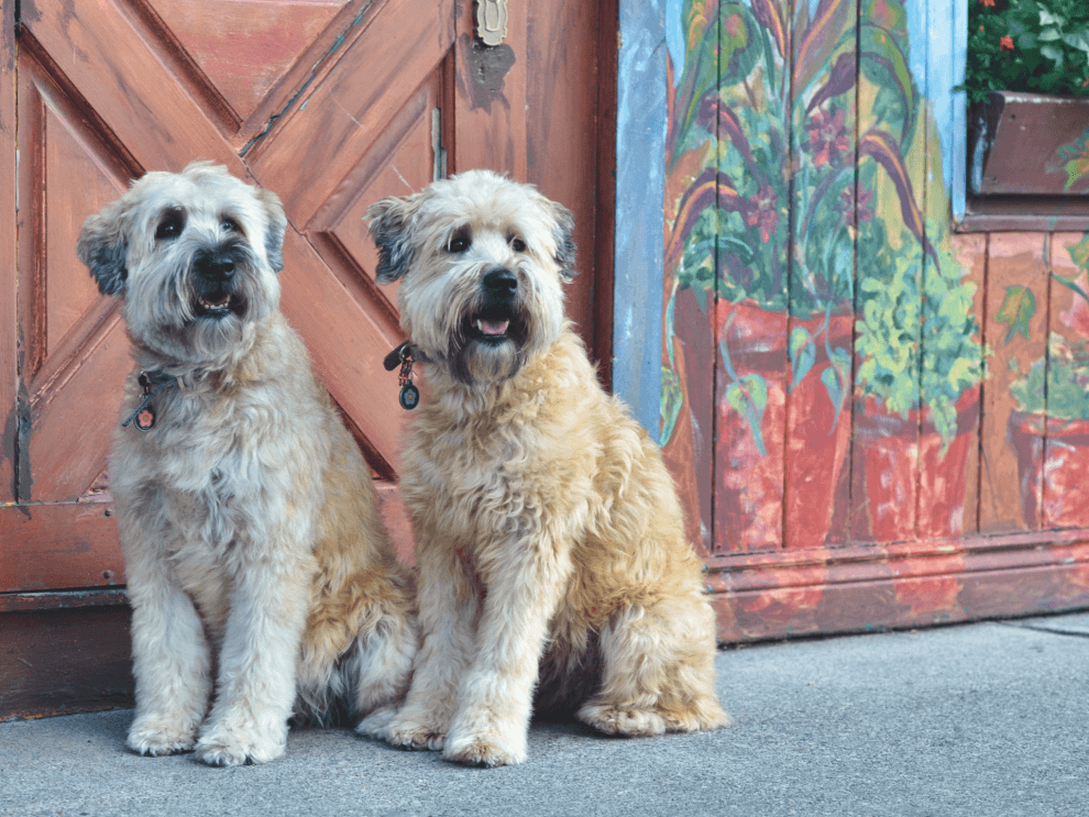 Whoodle Mixed Dog Breed Pictures, Characteristics, & Facts - Rested Paws