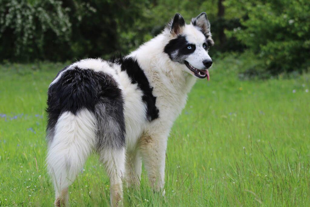 Yakutian Laika Dog Breed Pictures, Characteristics, & Facts - Rested Paws